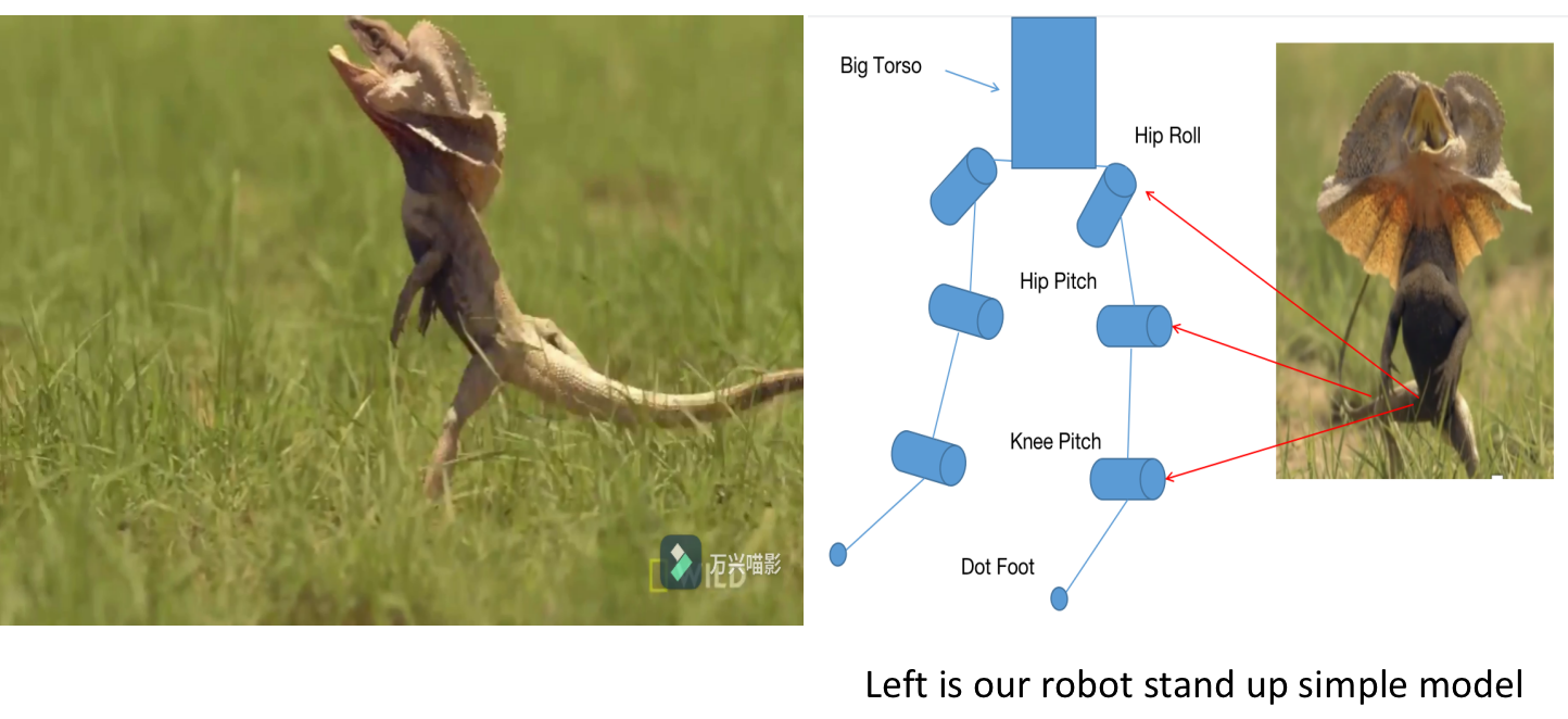Quadruped robot walking like lizard with two point feet | Linzhu Yue